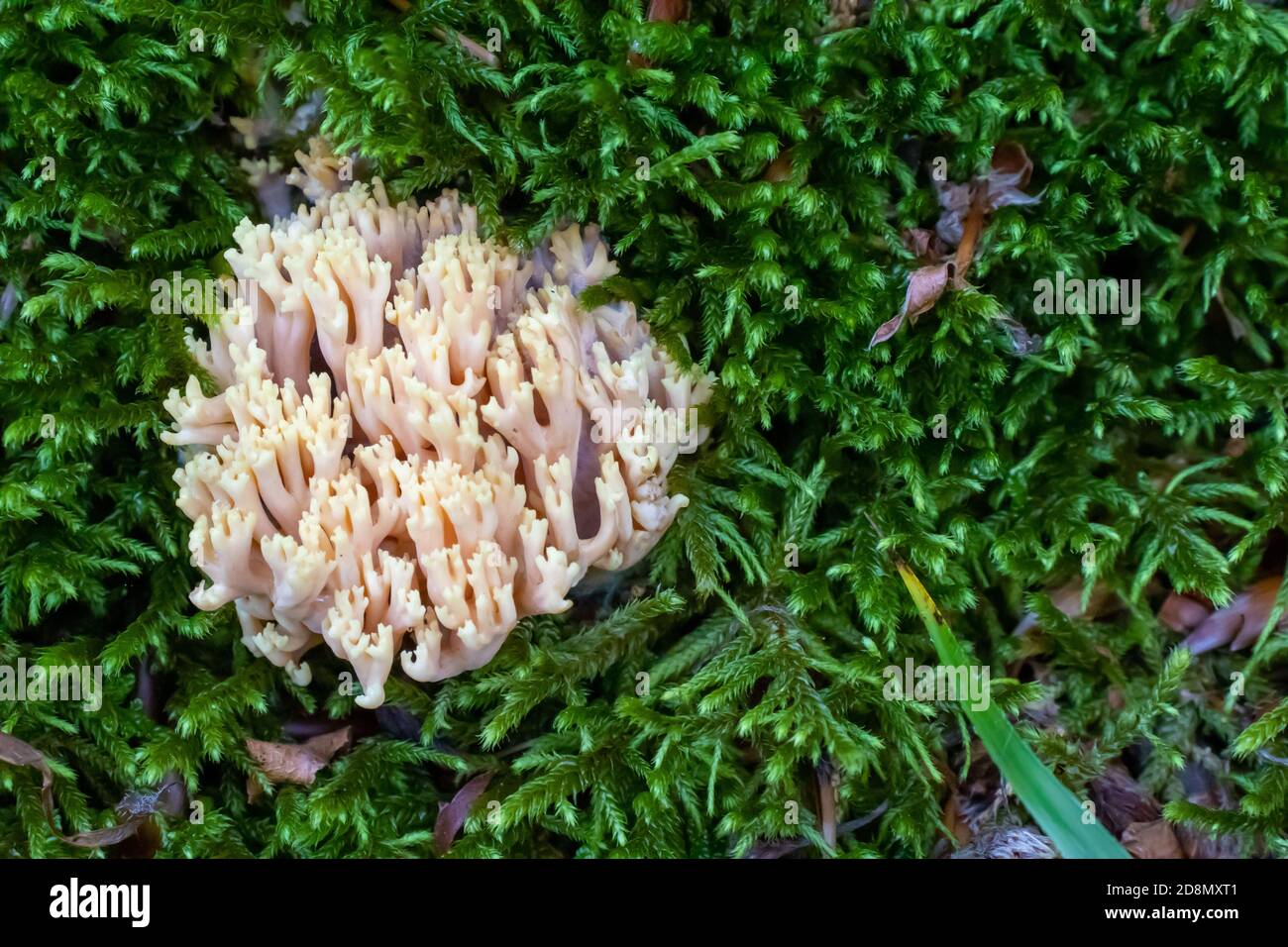 Ramaria pallida white mushroom in the forest coming out of the moss ...