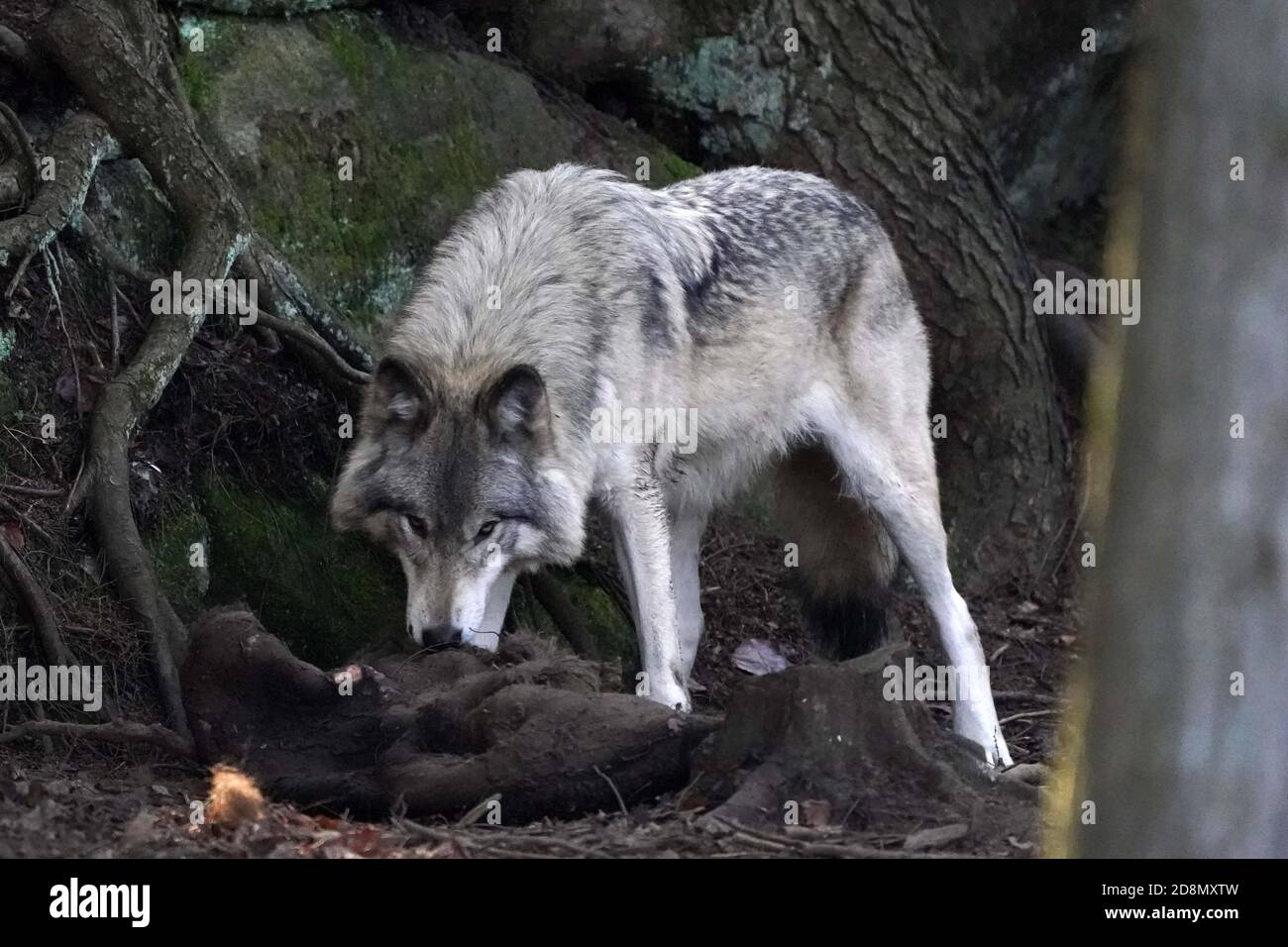 Timber Wolves in family group (pack Stock Photo - Alamy