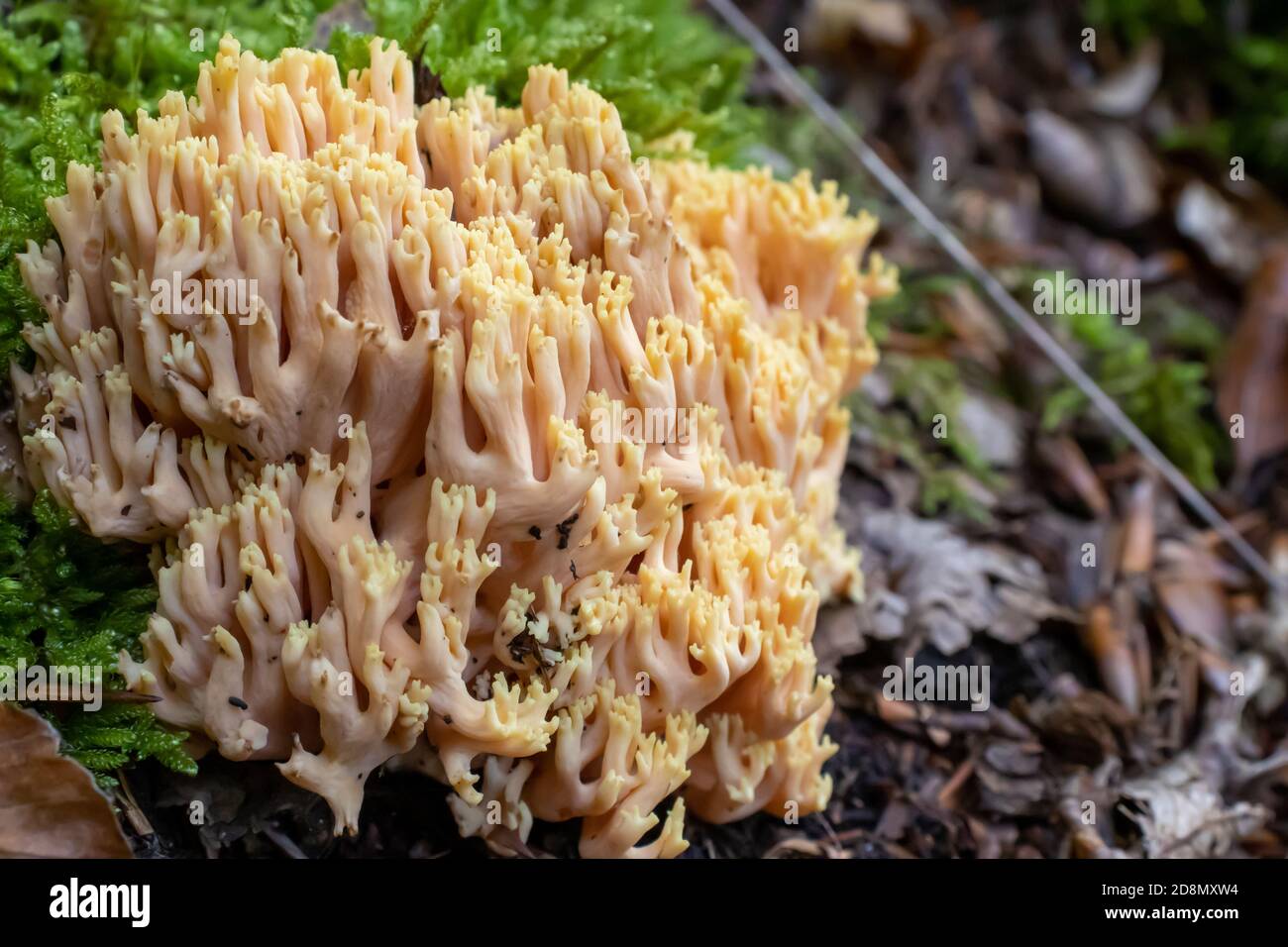 Ramaria pallida white mushroom in the forest coming out of the moss ...