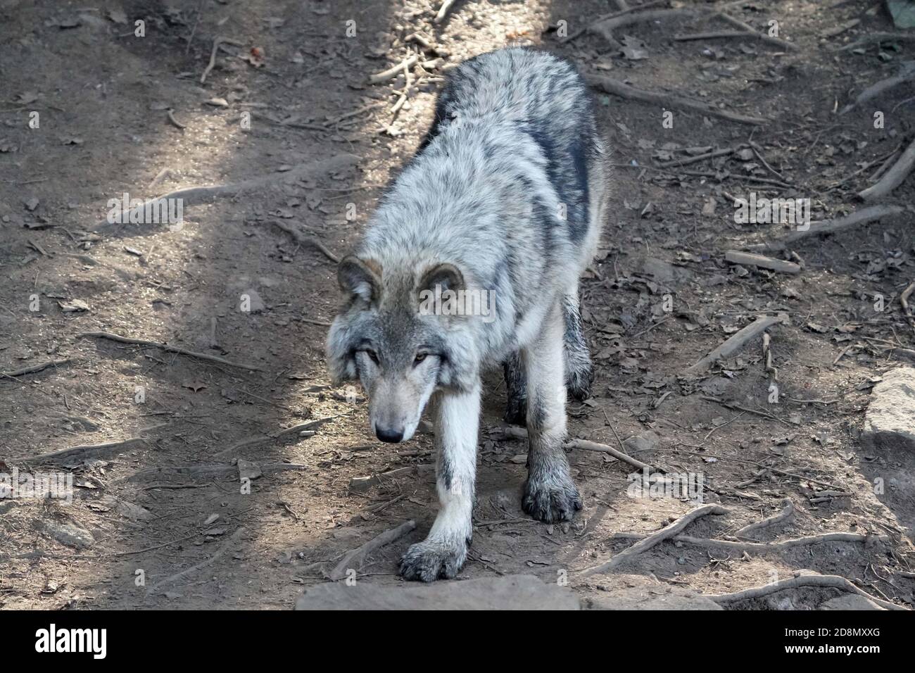 Timber Wolves in family group (pack Stock Photo - Alamy