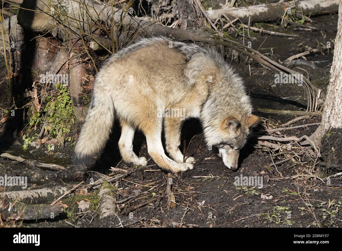 Timber Wolves in family group (pack Stock Photo - Alamy