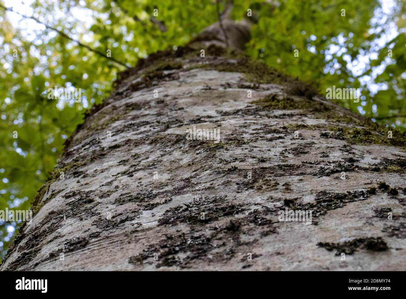 Point of view of green trees with the sky behind upwards Stock Photo ...