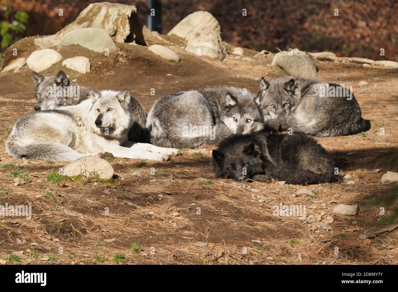Arctic wolves in wildlife park Stock Photo - Alamy