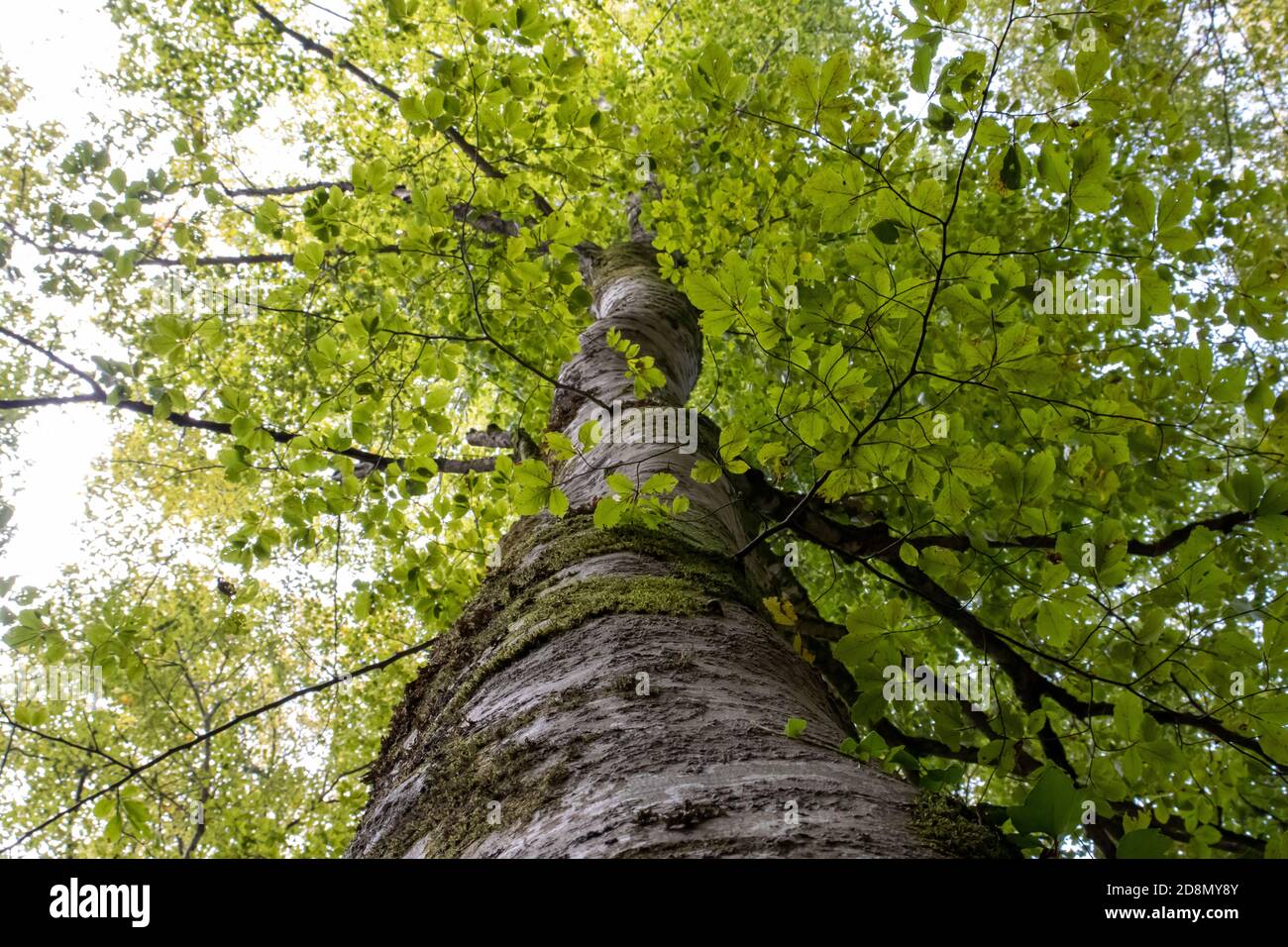 Point of view of green trees with the sky behind upwards Stock Photo ...