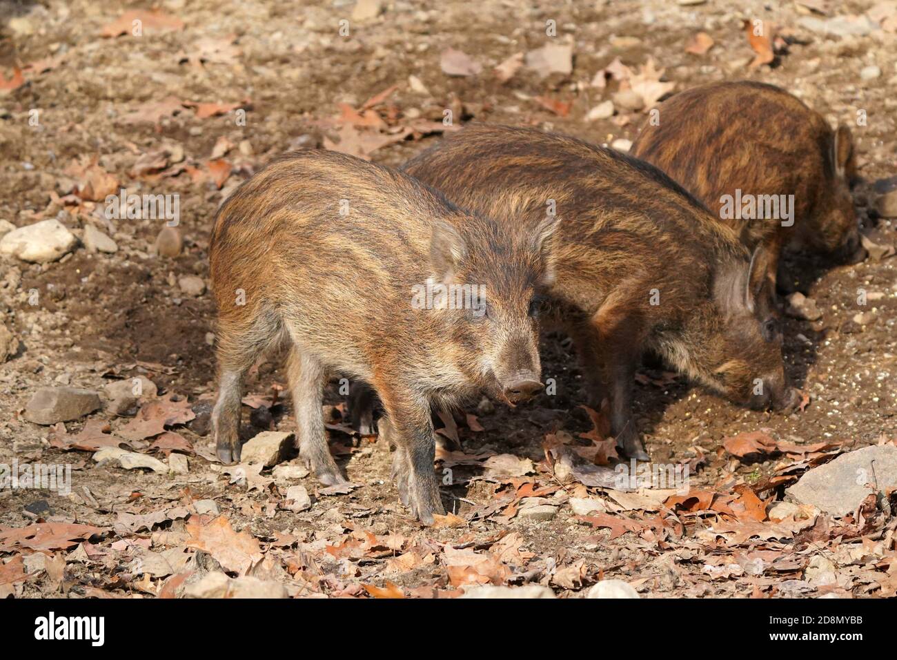 Pigs mating hi-res stock photography and images - Alamy