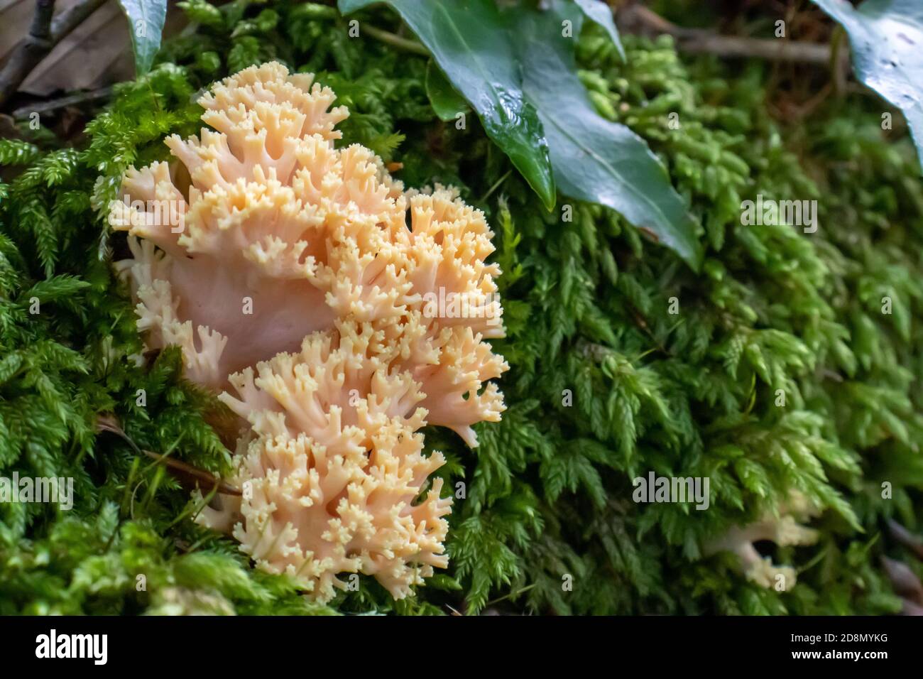 Ramaria pallida white mushroom in the forest coming out of the moss ...
