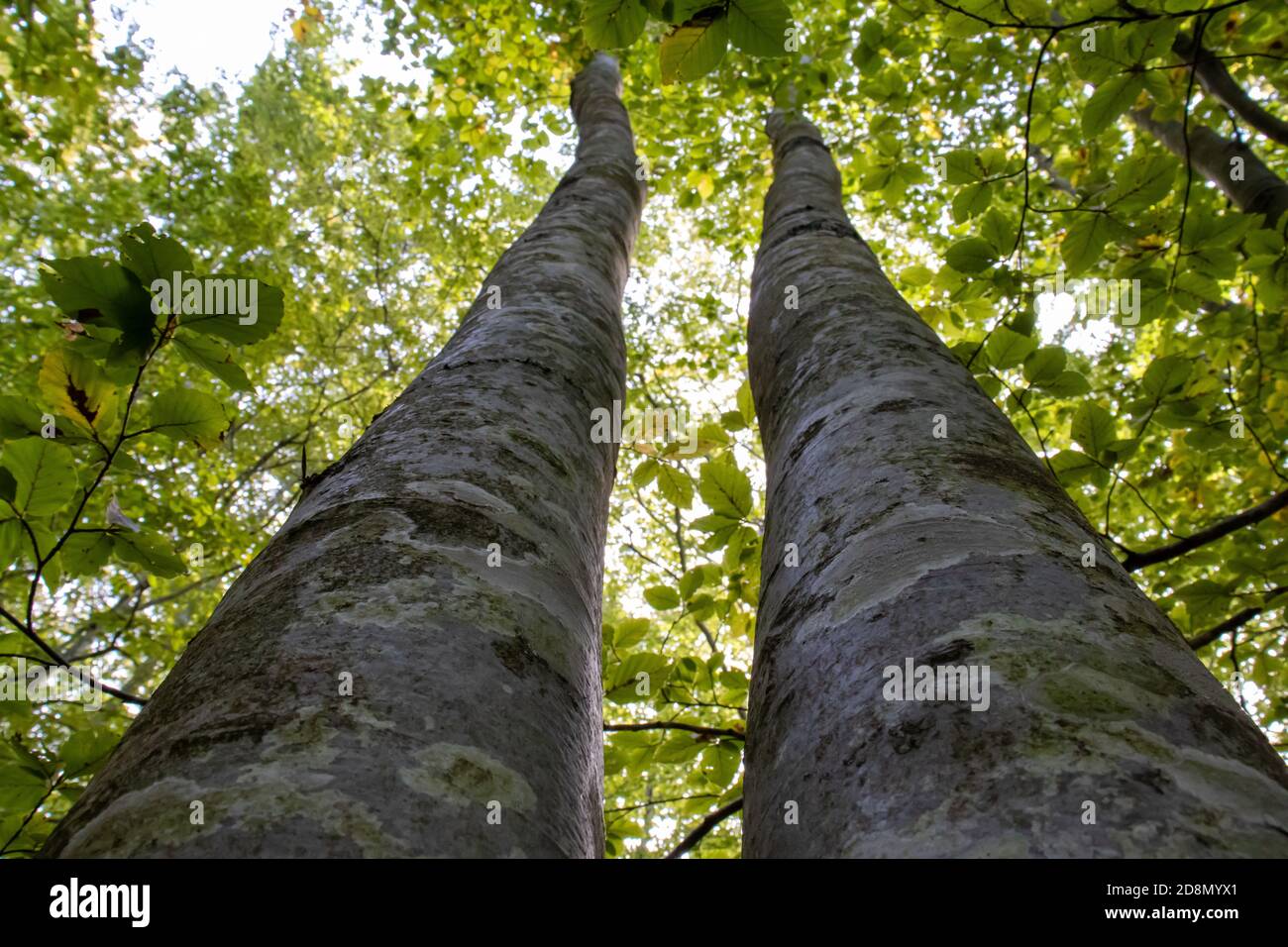 Point of view of green trees with the sky behind upwards Stock Photo ...