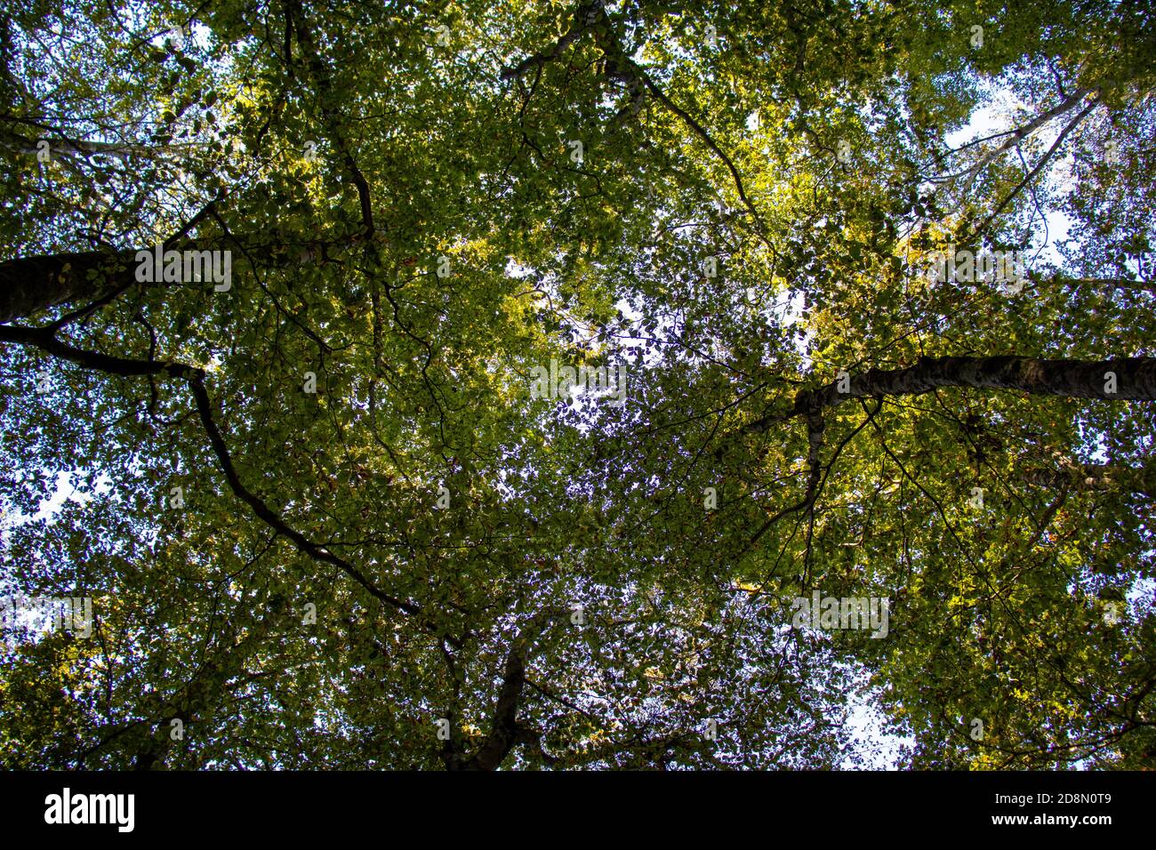 Point of view of green trees with the sky behind upwards Stock Photo ...