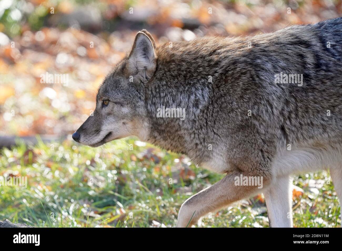 Coyotes in fall scenic Northern Quebec Stock Photo - Alamy