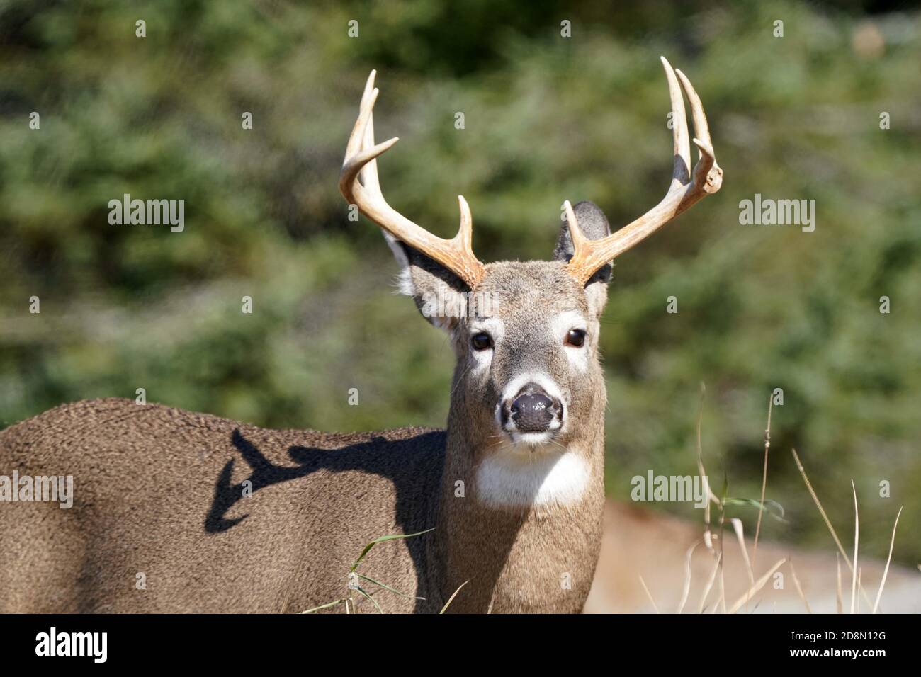 Herding brown deer parkland hi-res stock photography and images - Alamy