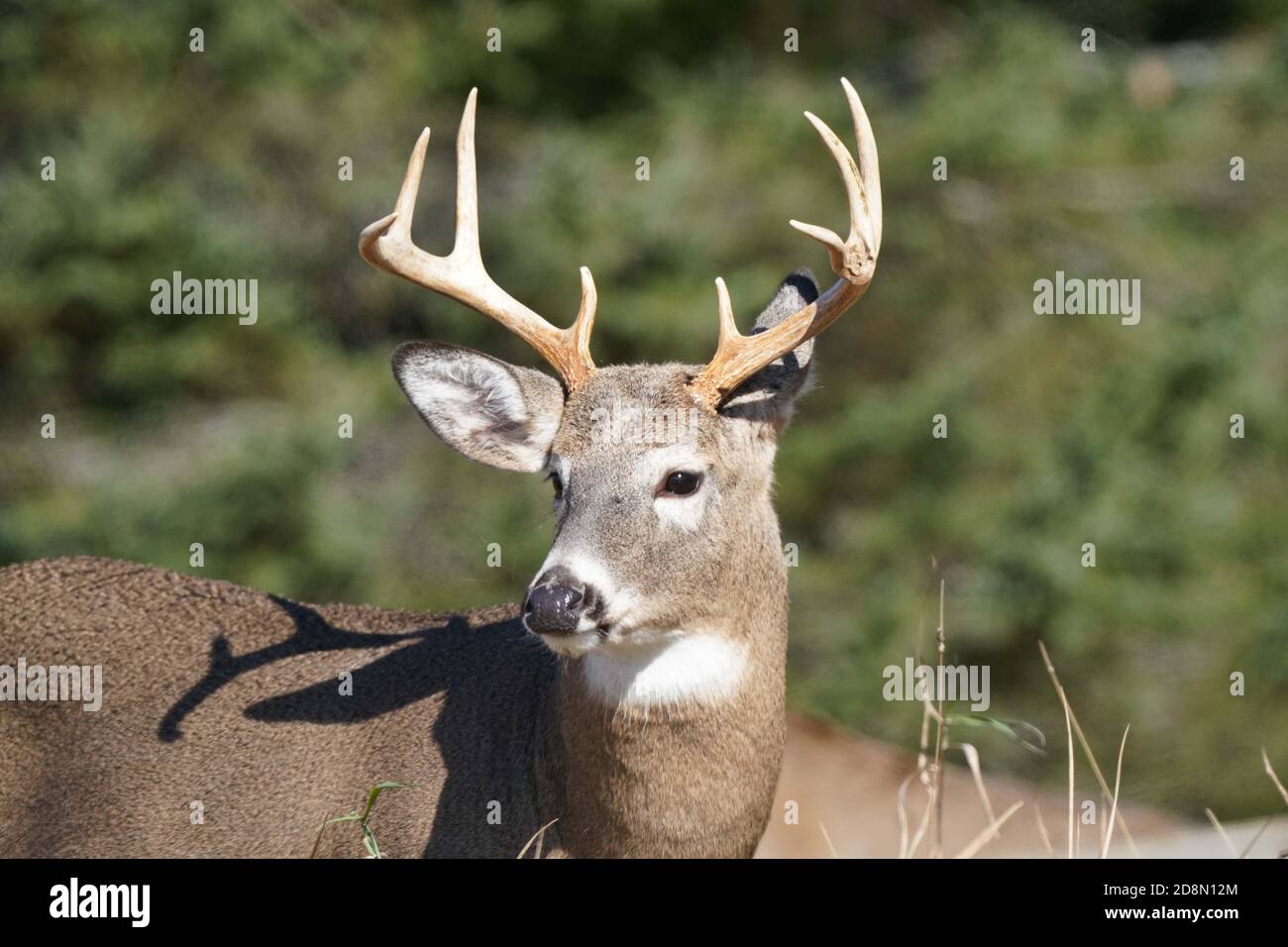 White tailed deer in forest Stock Photo - Alamy