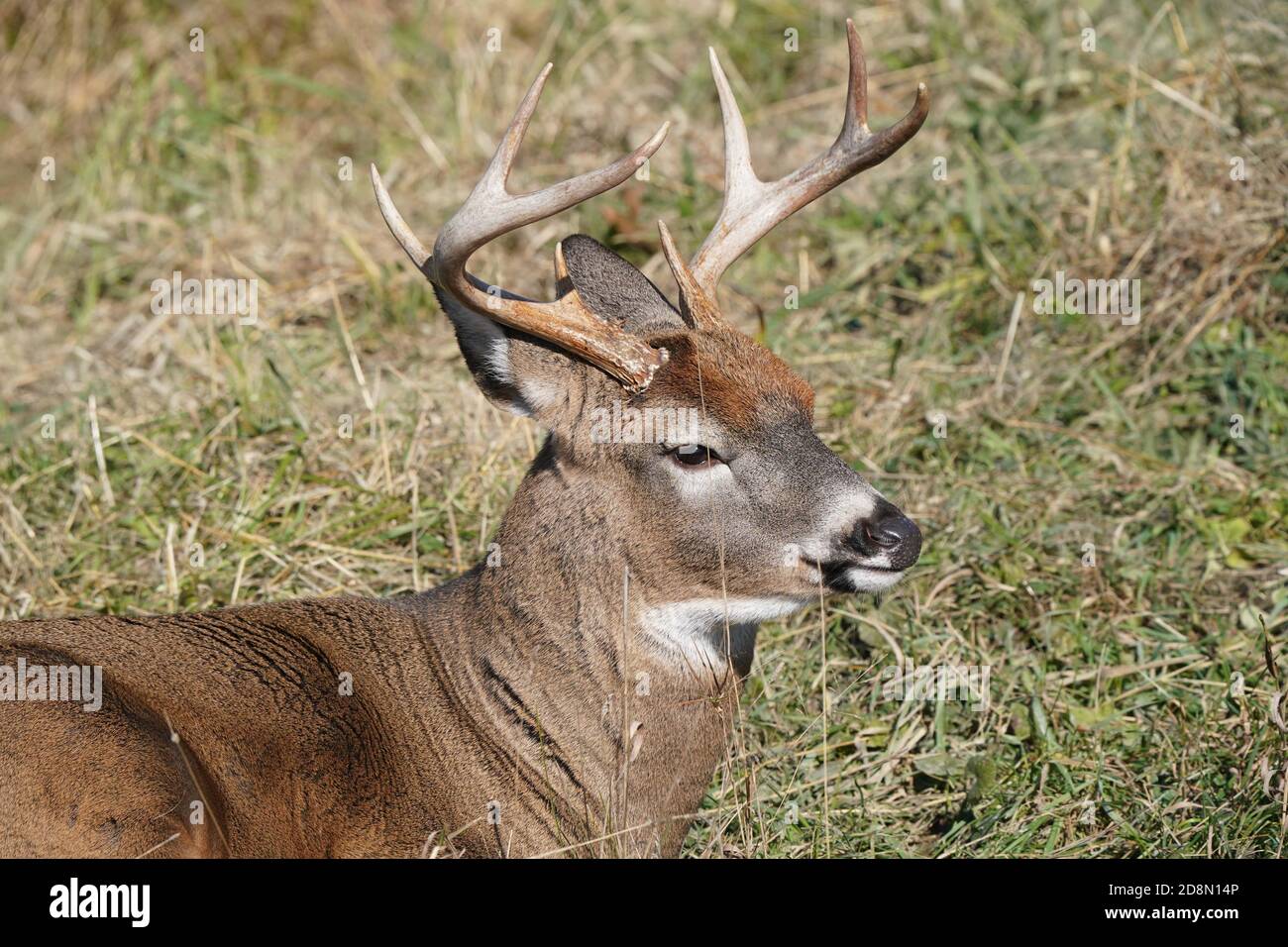 White tailed deer in forest Stock Photo - Alamy
