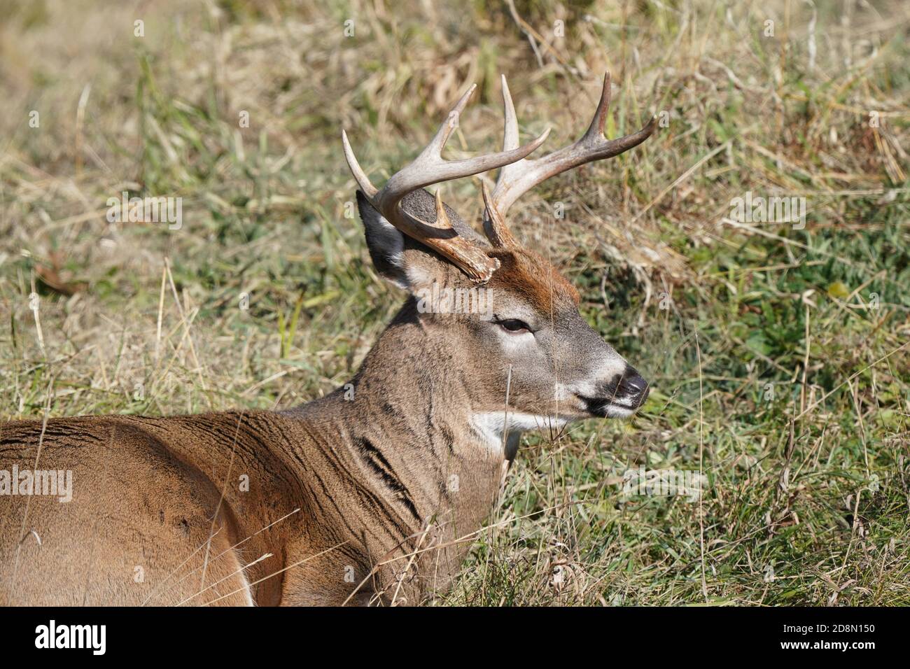 Herding brown deer parkland hi-res stock photography and images - Alamy