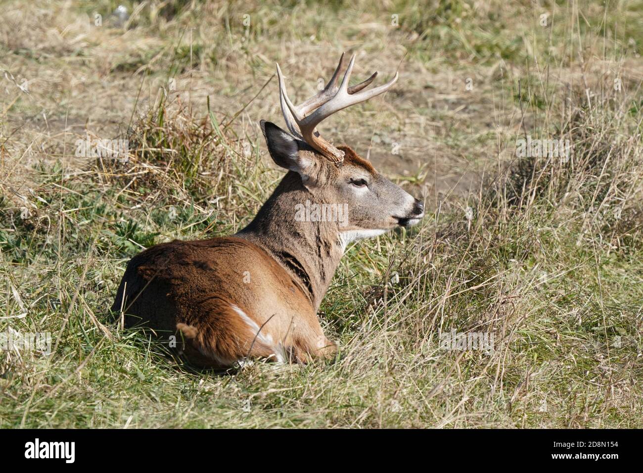 White tailed deer in forest Stock Photo - Alamy