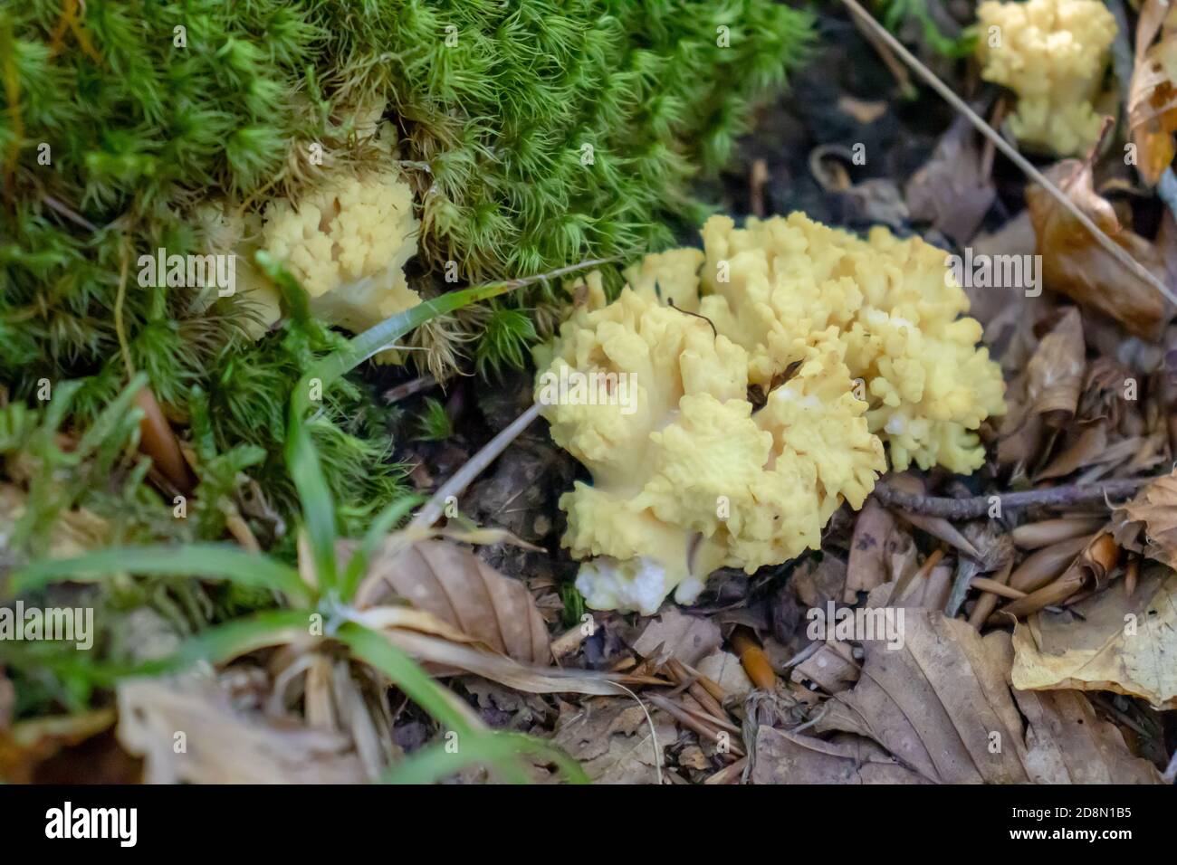 Ramaria pallida white mushroom in the forest coming out of the moss ...