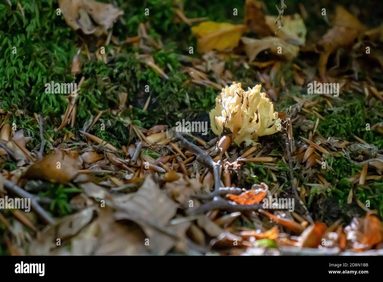 Coral fungus ramaria pallida hi-res stock photography and images - Alamy
