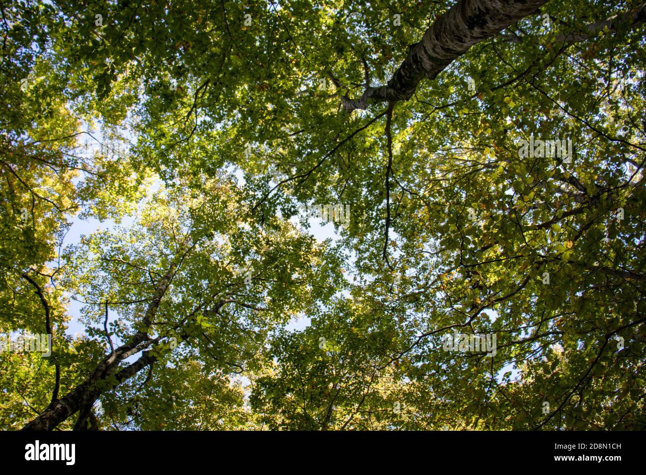Point of view of green trees with the sky behind upwards Stock Photo ...