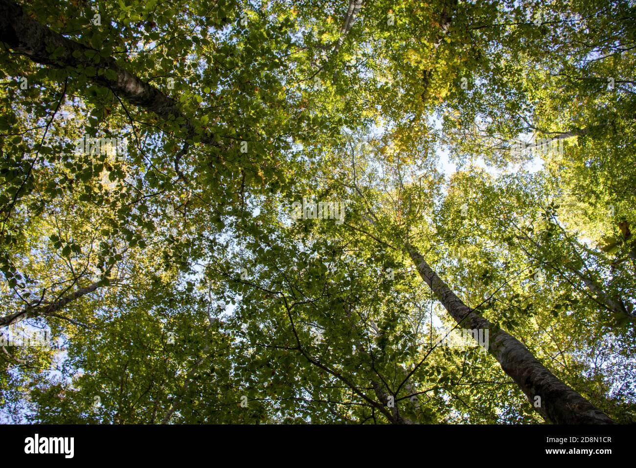 Point of view of green trees with the sky behind upwards Stock Photo ...