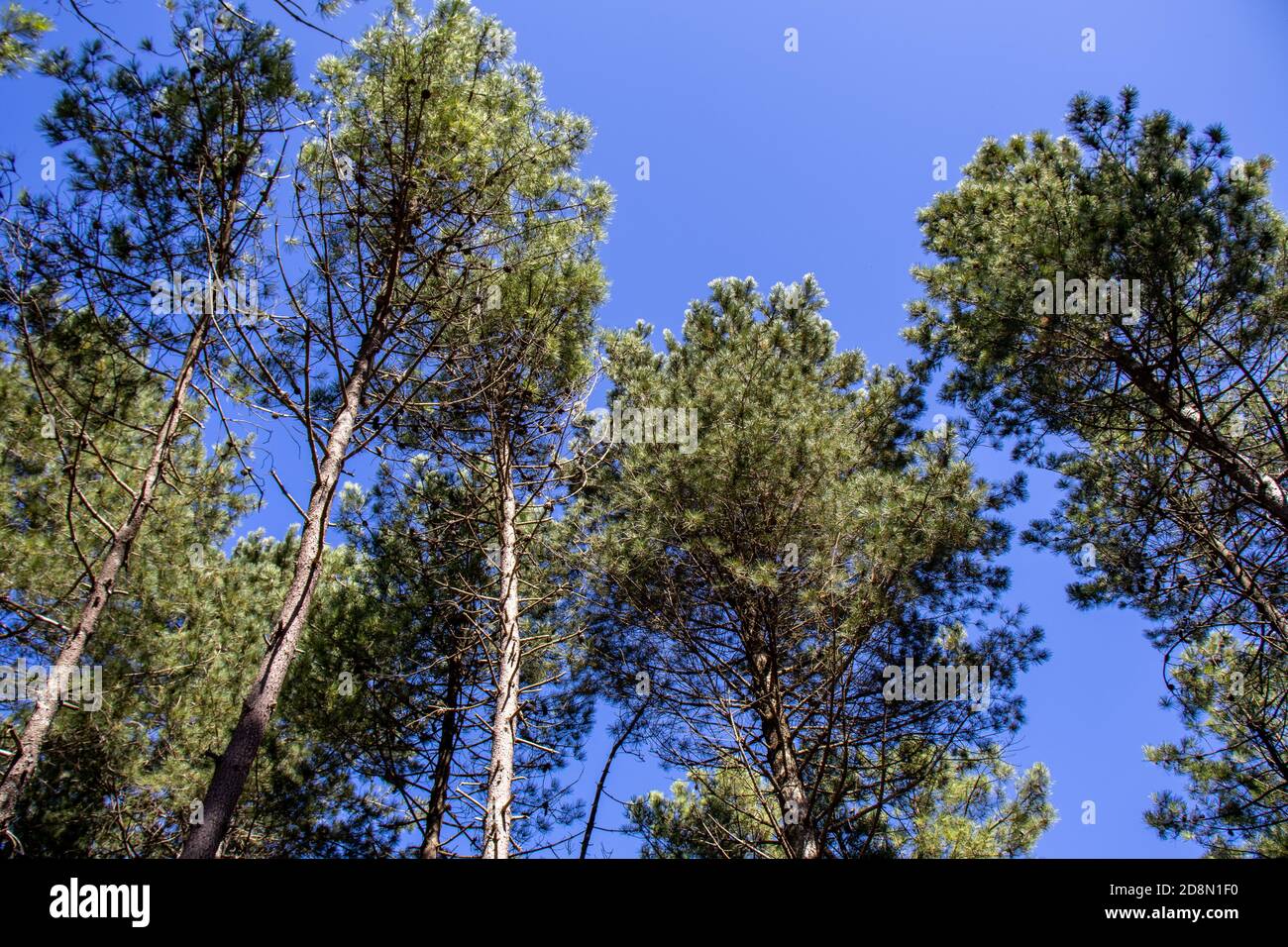 Point of view of green trees with the sky behind upwards Stock Photo ...