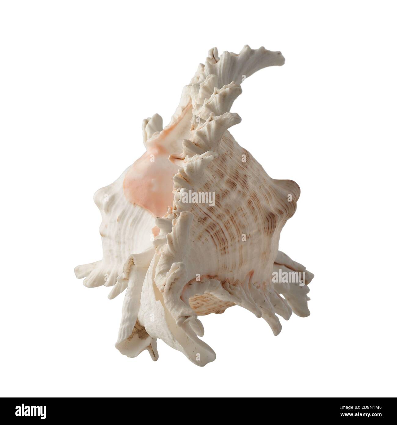 Seashell isolated on white background. Shell for design Stock Photo - Alamy