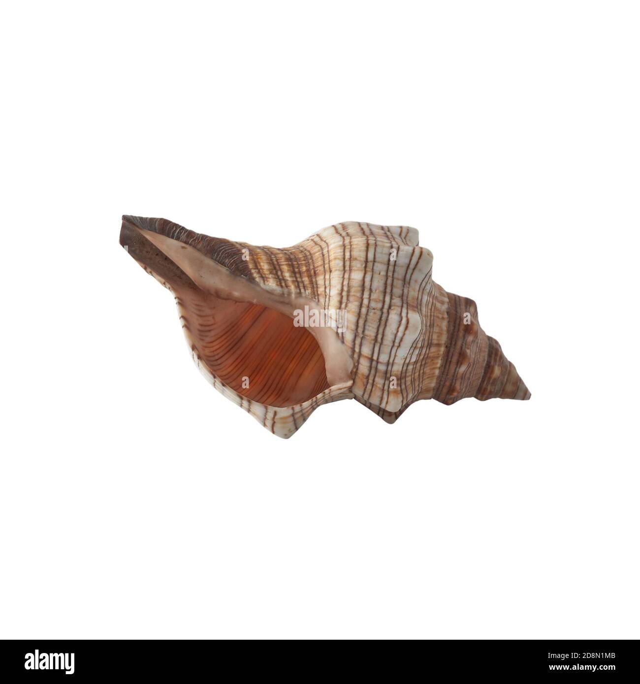 Seashell isolated on white background. Shell for design Stock Photo - Alamy