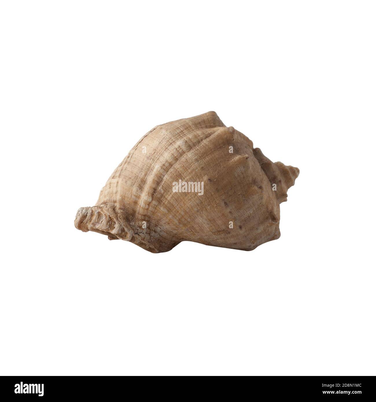 Seashell isolated on white background. Shell for design Stock Photo - Alamy