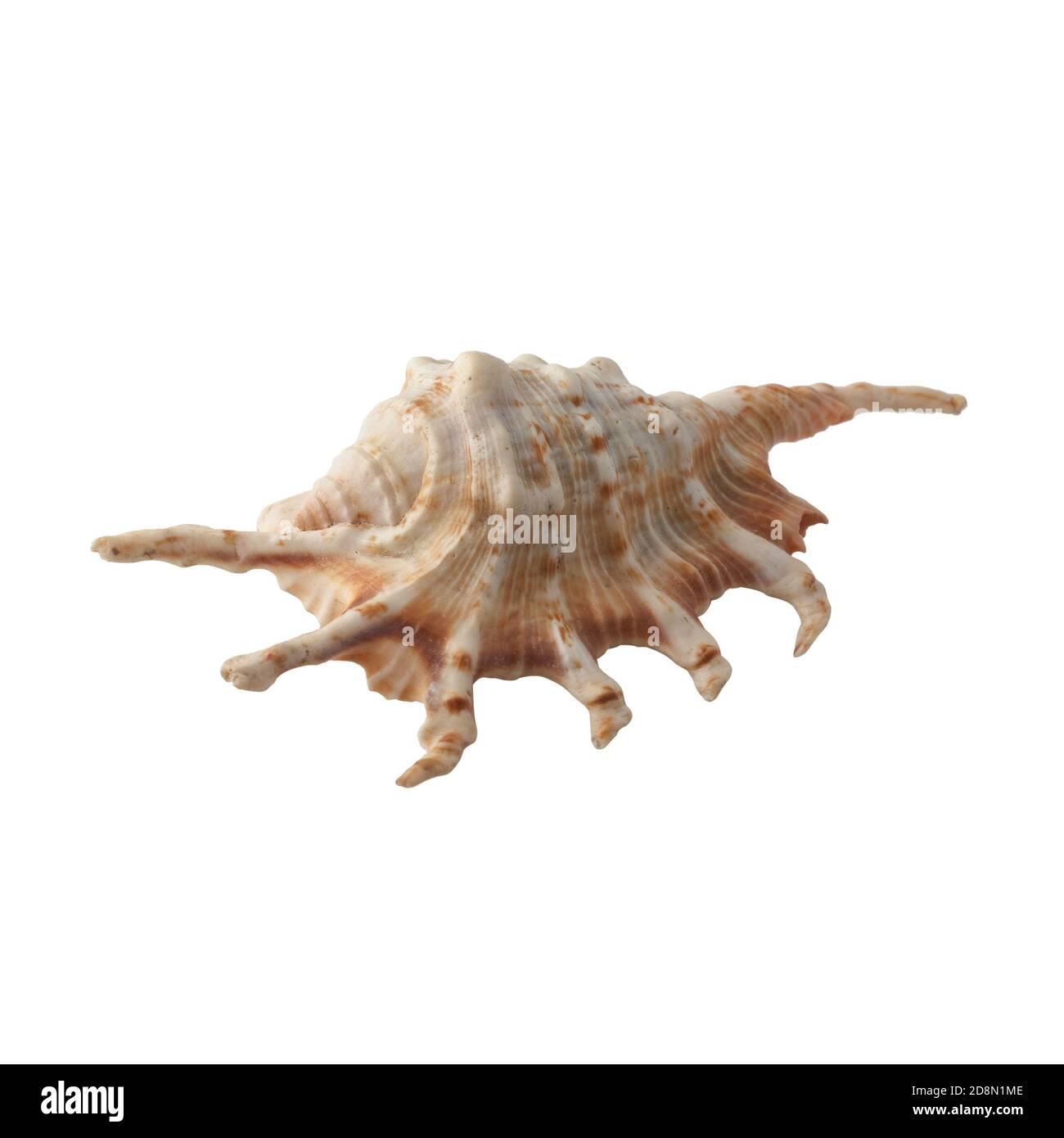 Seashell isolated on white background. Shell for design Stock Photo - Alamy