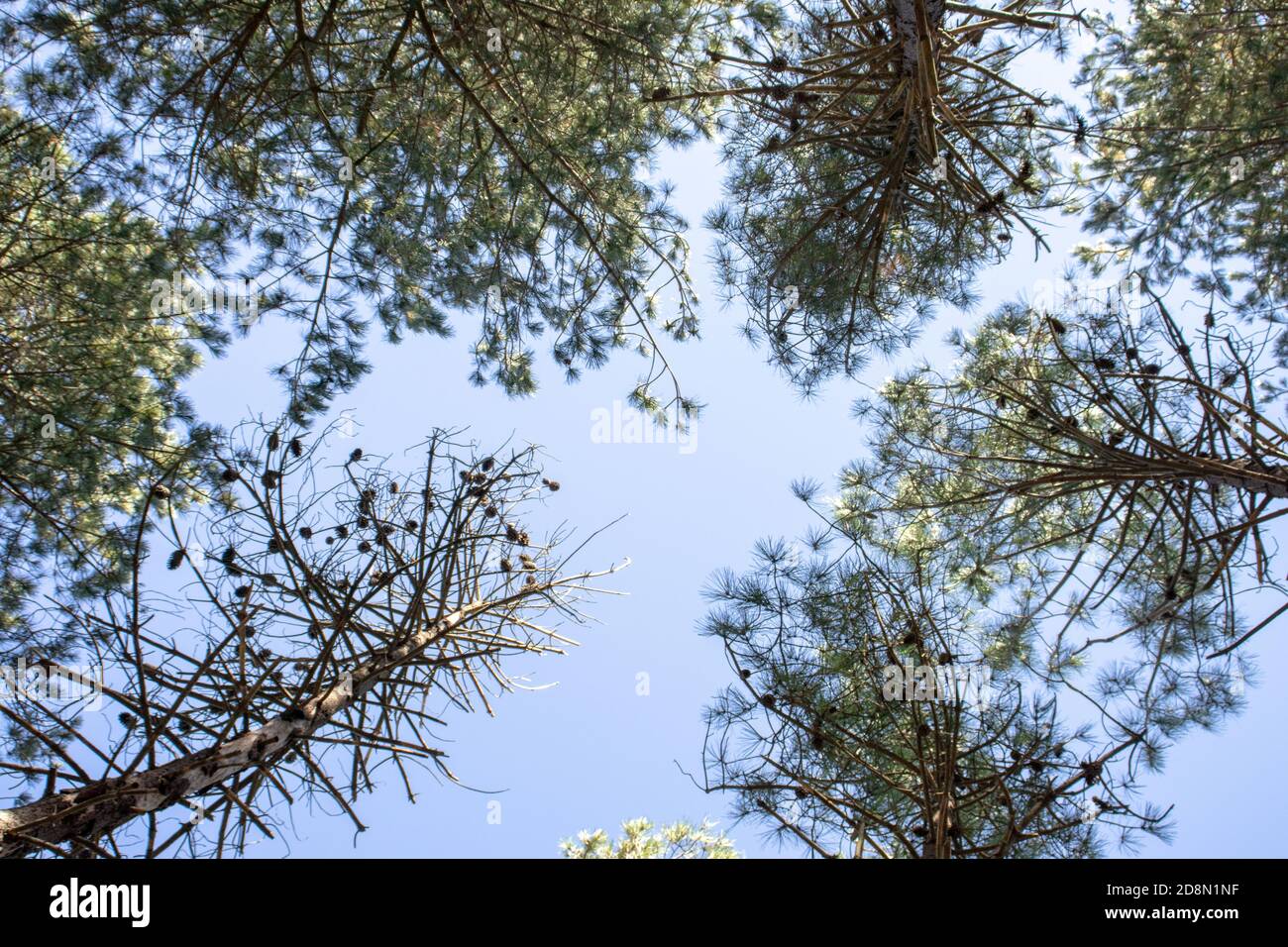 Point of view of green trees with the sky behind upwards Stock Photo ...
