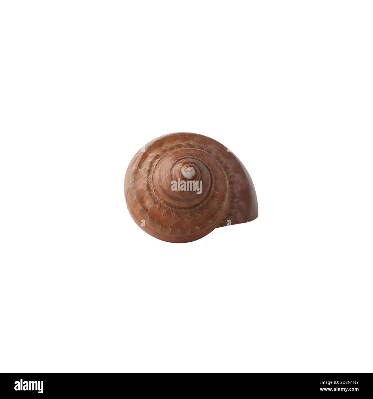 Seashell isolated on white background. Shell for design Stock Photo - Alamy