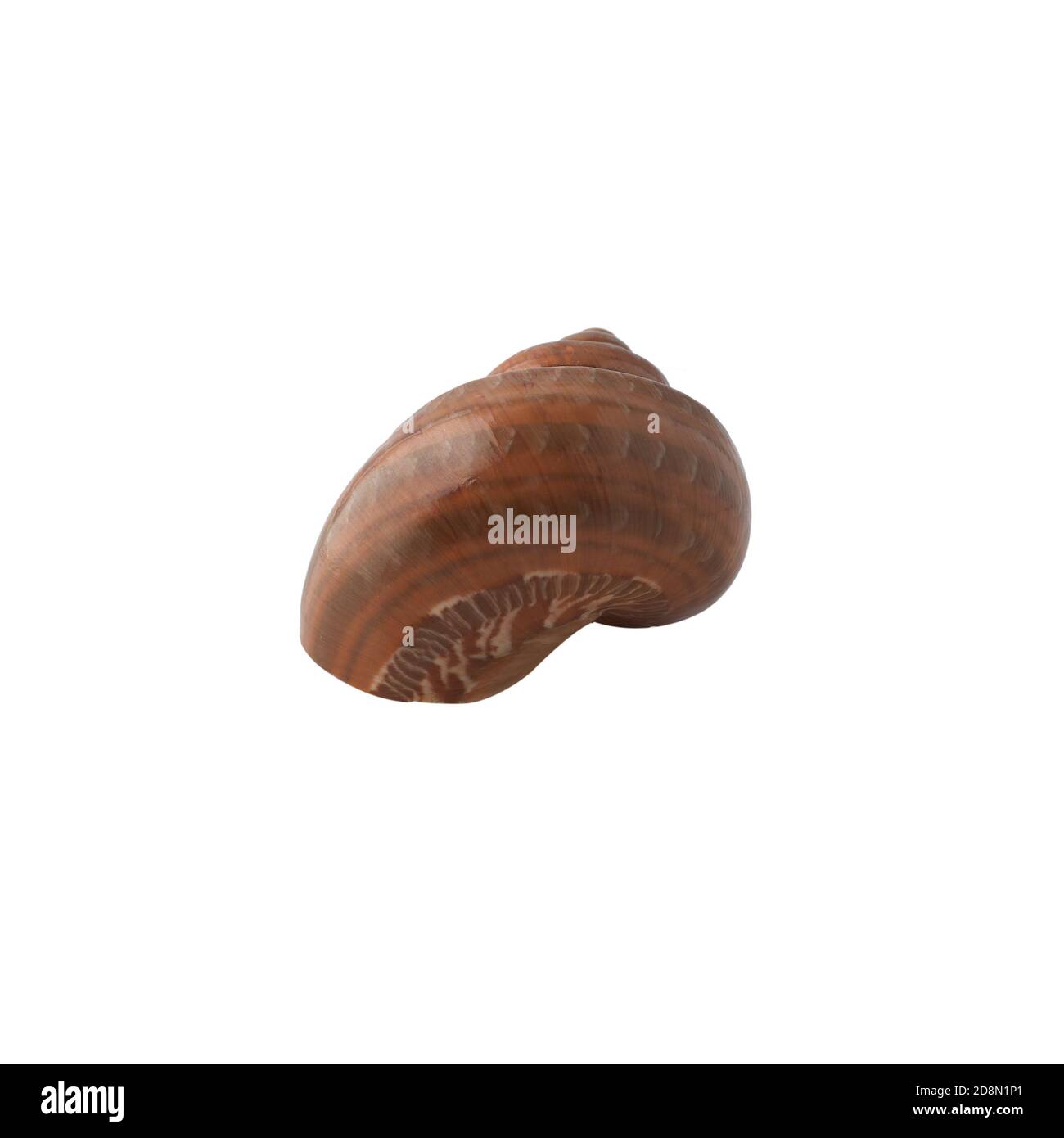 Seashell isolated on white background. Shell for design Stock Photo - Alamy