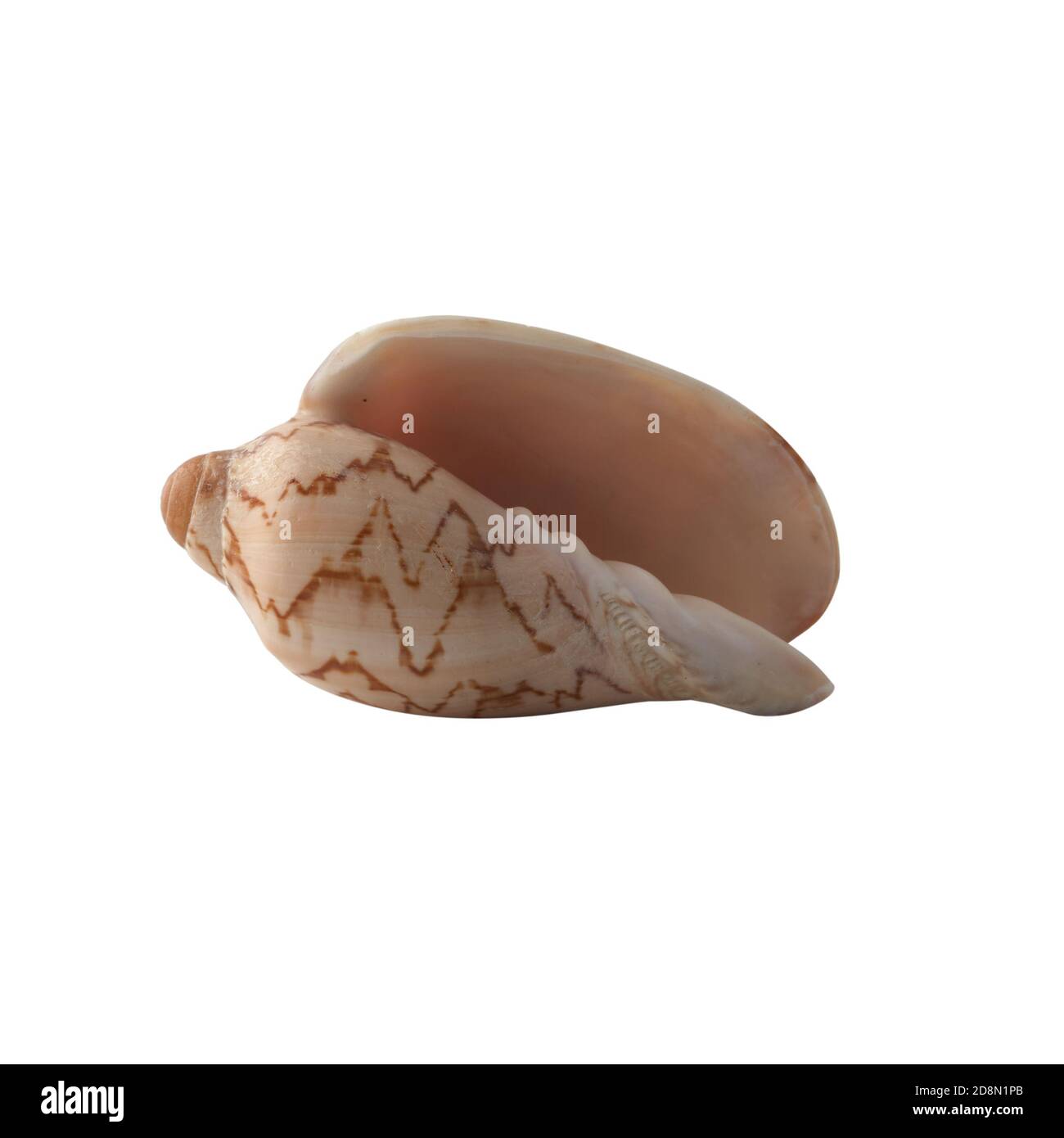 Seashell isolated on white background. Shell for design Stock Photo - Alamy