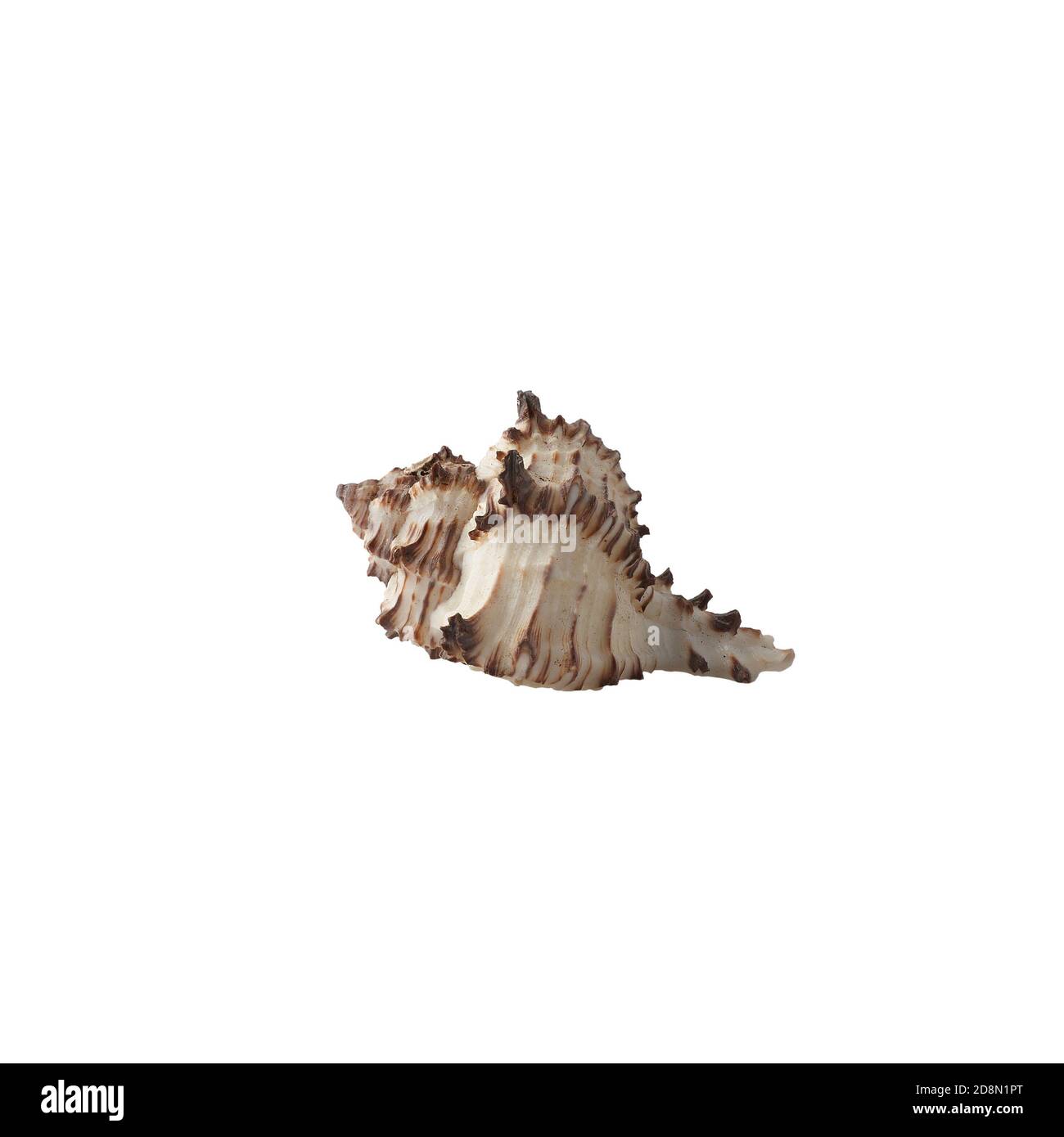 Seashell isolated on white background. Shell for design Stock Photo - Alamy