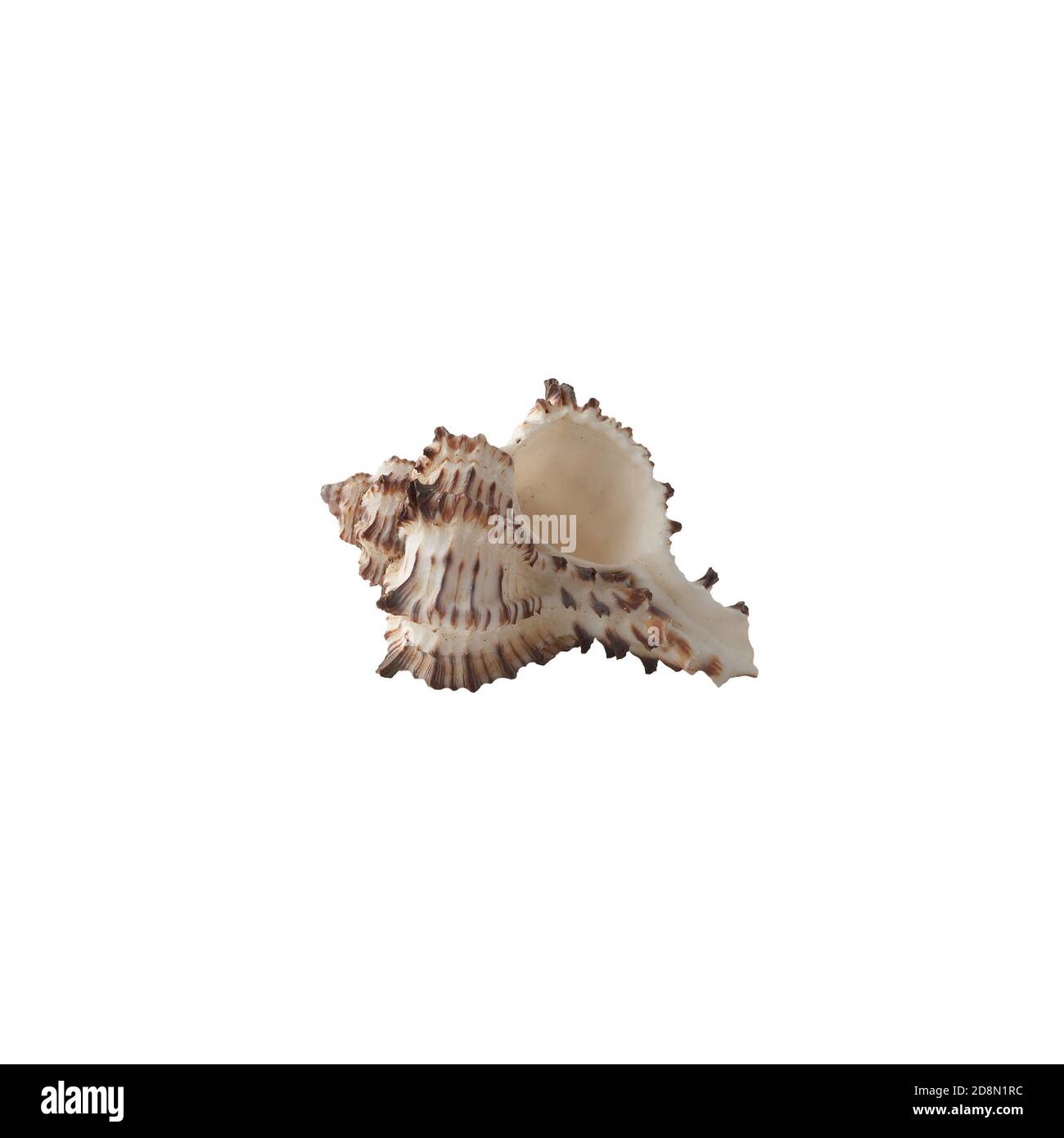 Seashell isolated on white background. Shell for design Stock Photo - Alamy