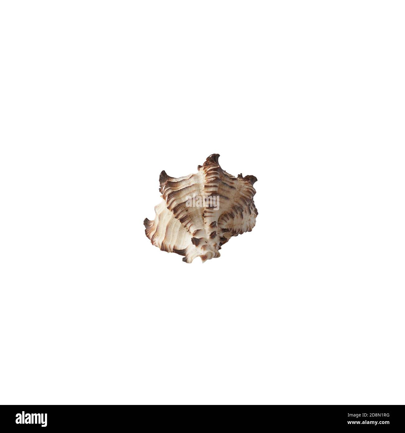 Seashell isolated on white background. Shell for design Stock Photo - Alamy