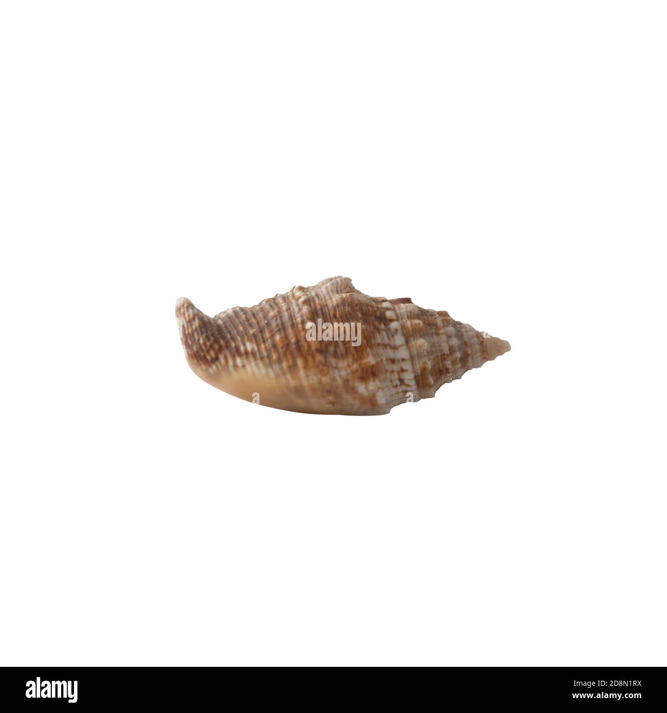 Seashell isolated on white background. Shell for design Stock Photo - Alamy
