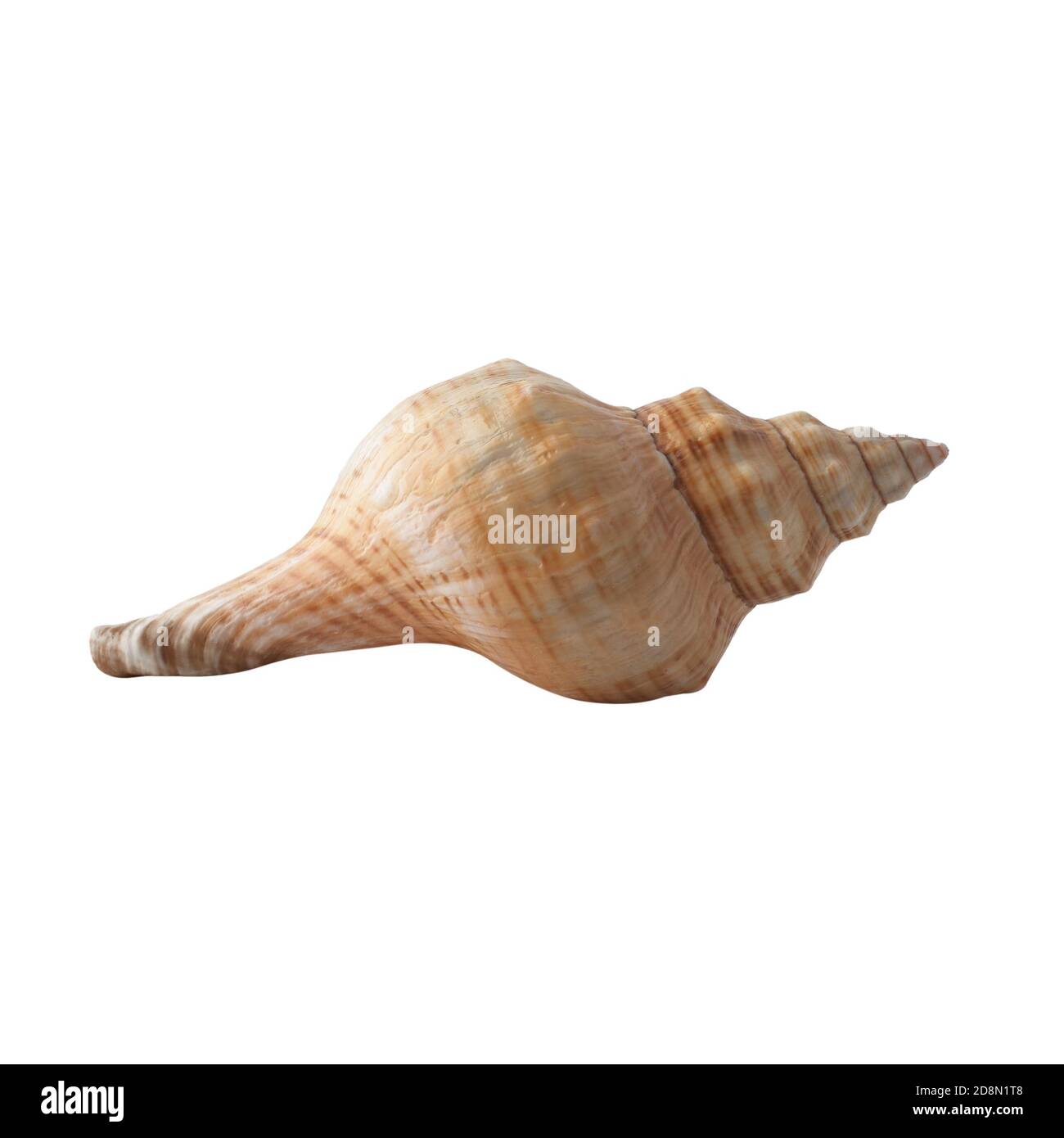 Seashell isolated on white background. Shell for design Stock Photo - Alamy