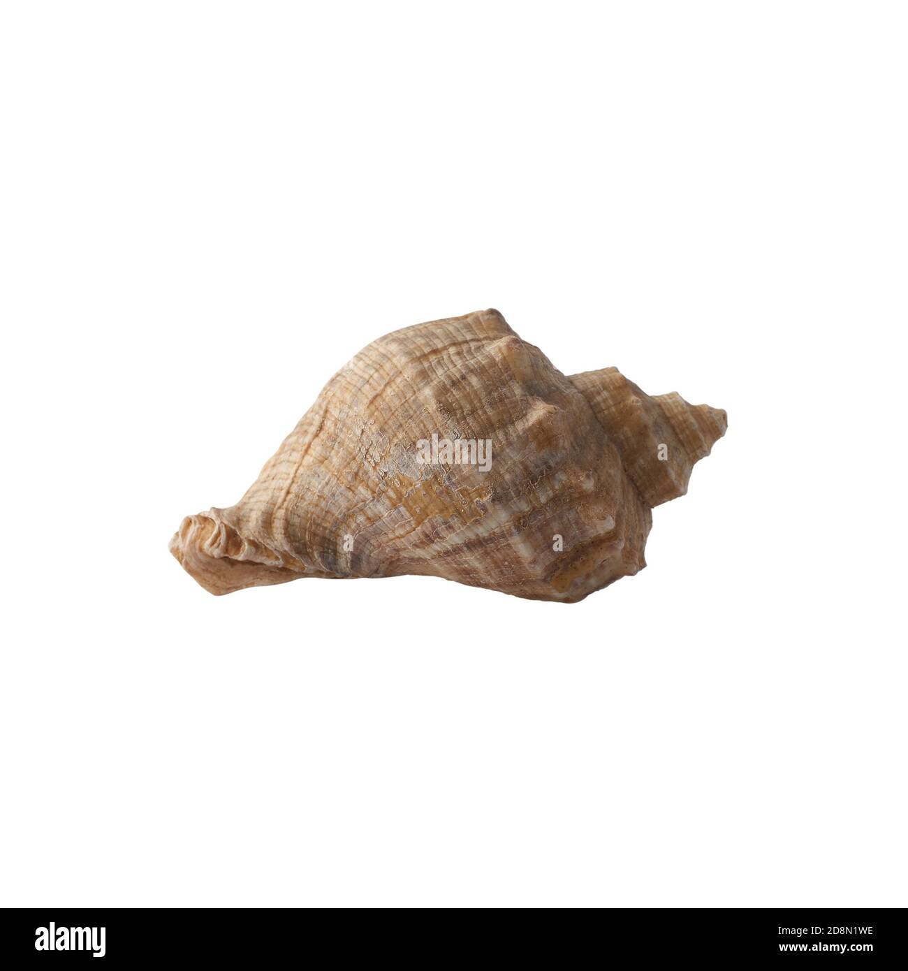 Seashell isolated on white background. Shell for design Stock Photo - Alamy