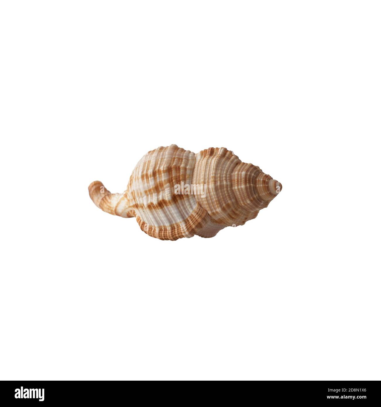 Outline seashell hi-res stock photography and images - Alamy