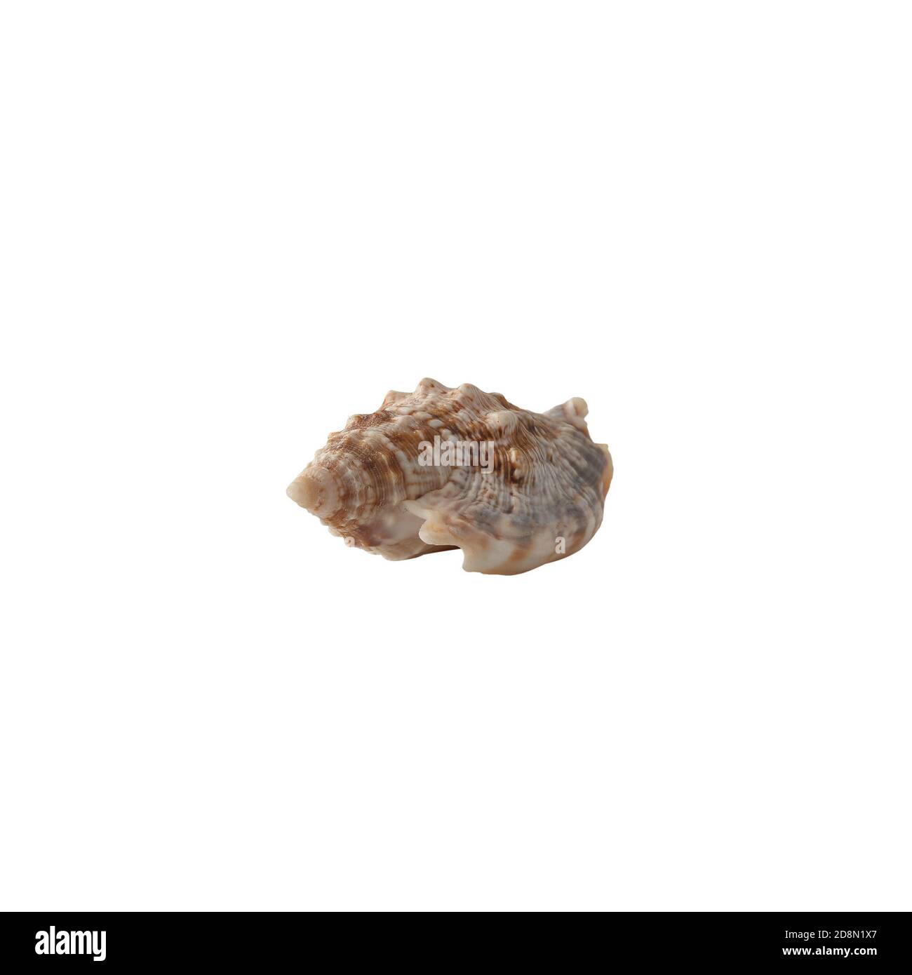 Seashell isolated on white background. Shell for design Stock Photo - Alamy