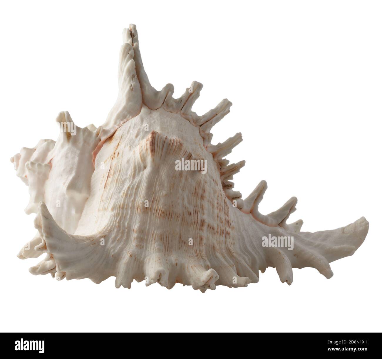 Seashell isolated on white background. Shell for design Stock Photo - Alamy