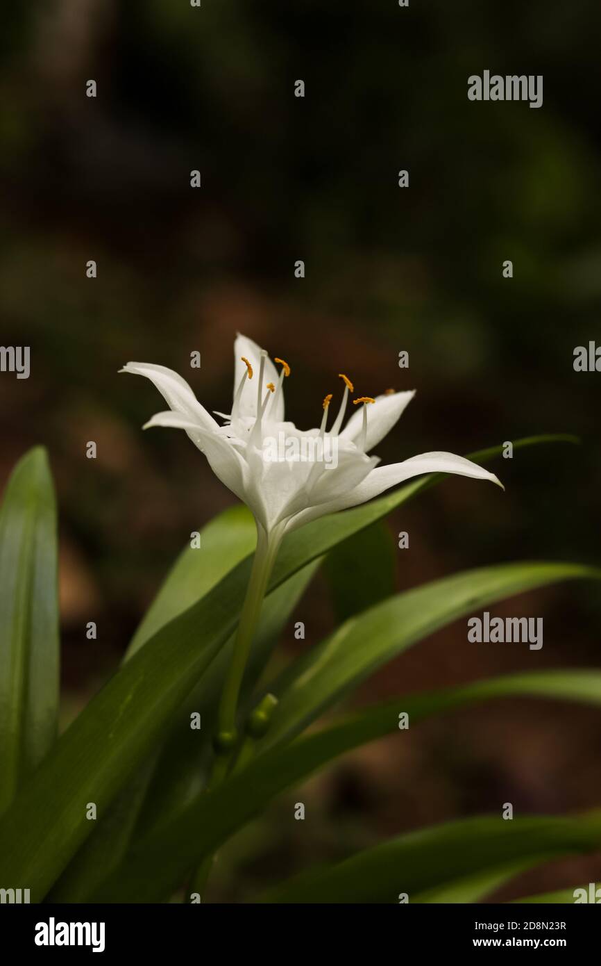 Beautiful Lily flower on green leaves background. Lilium longiflorum ...