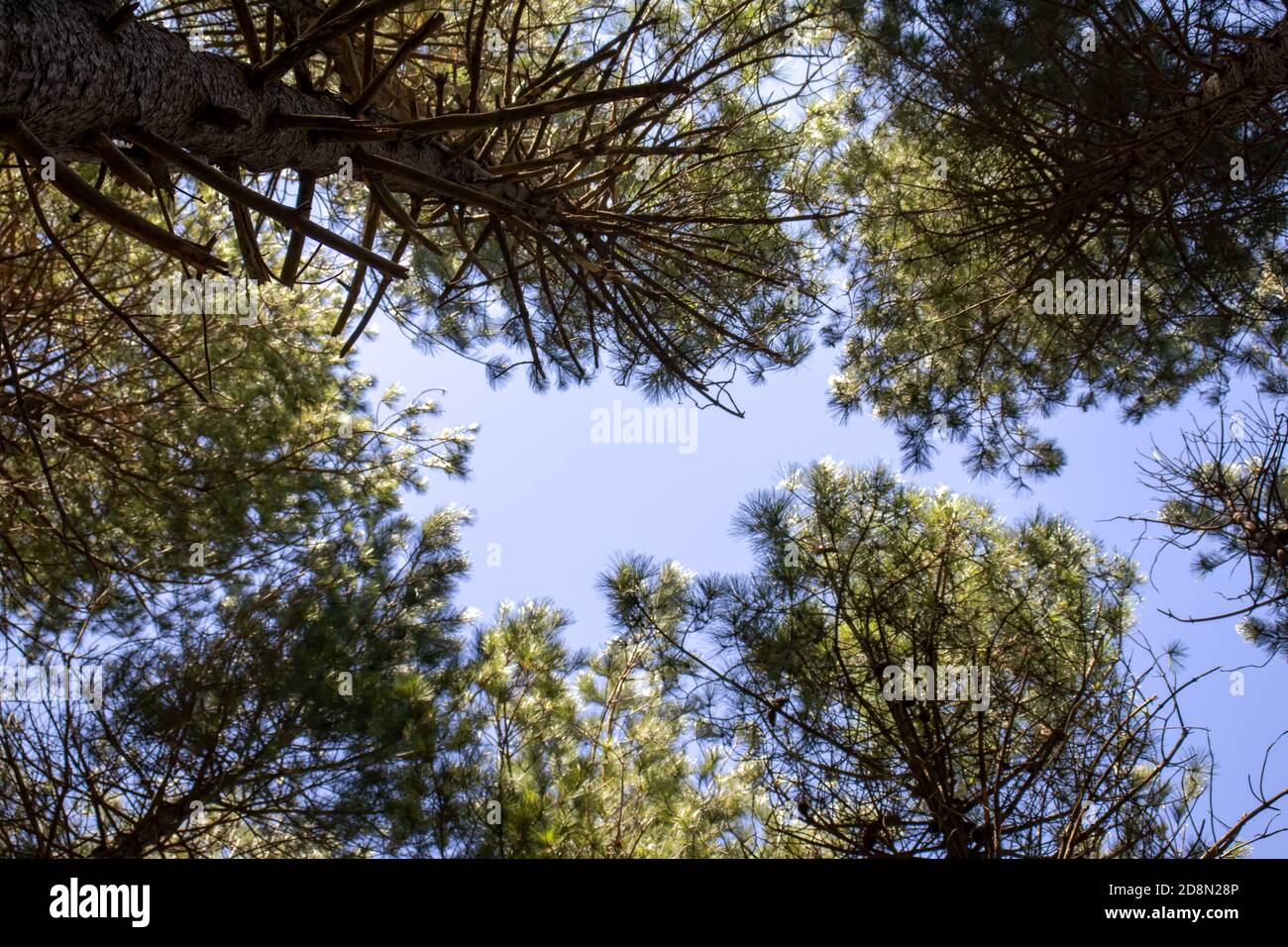 Point of view of green trees with the sky behind upwards Stock Photo ...