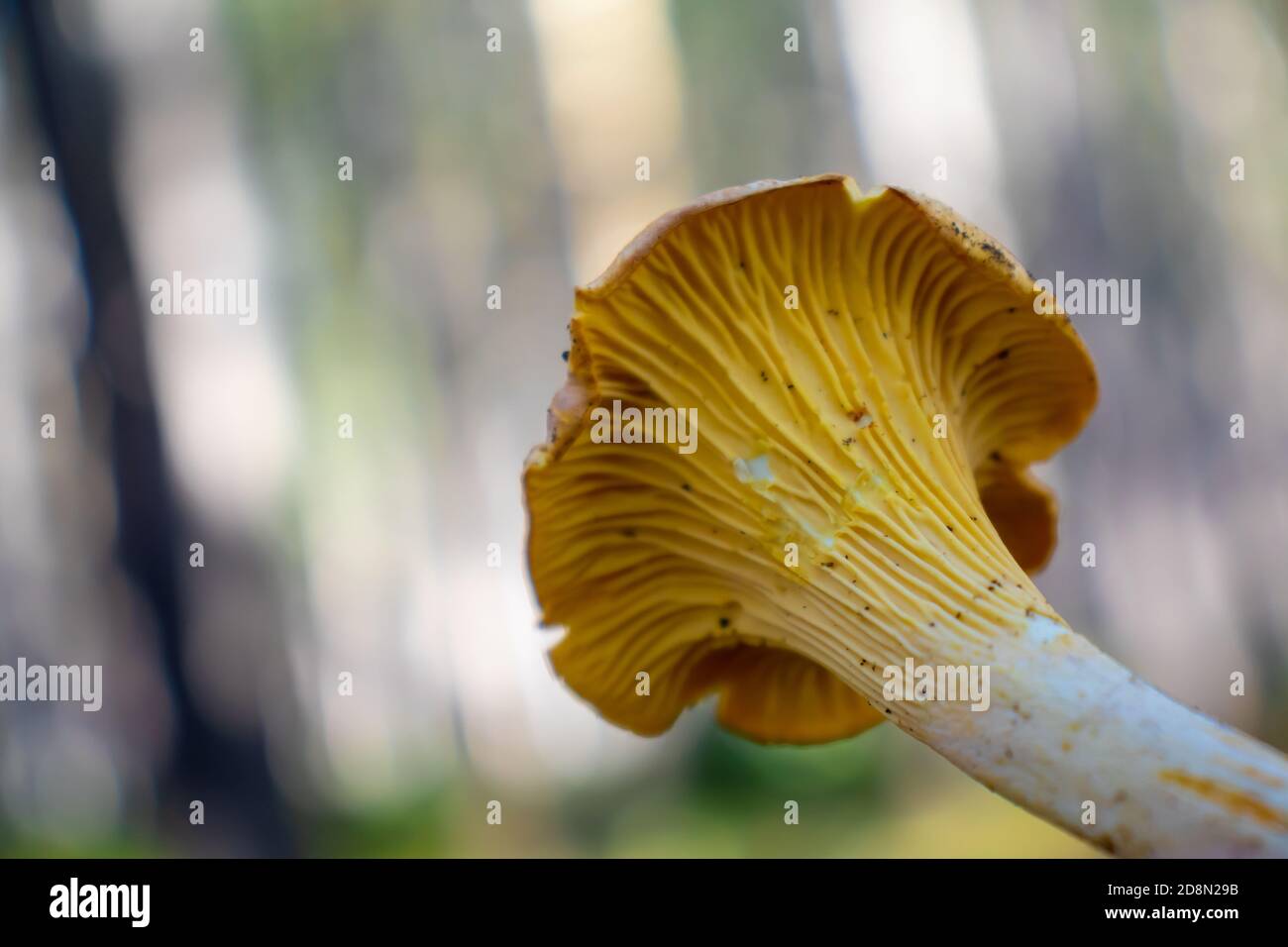 yellow girolle mushroom isolated on woods background Stock Photo - Alamy