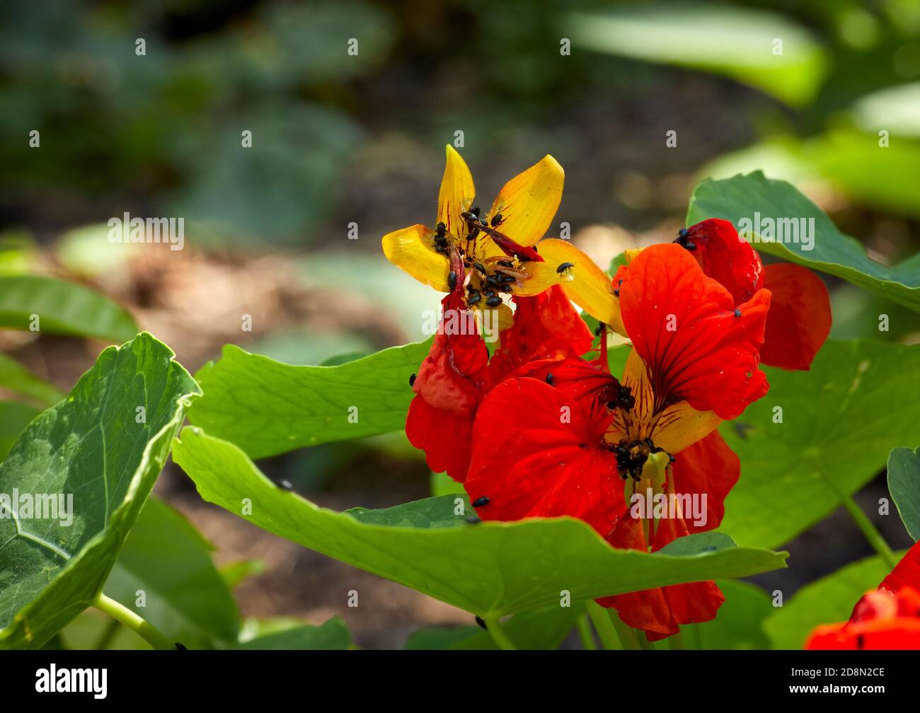 Pollen beetles hi-res stock photography and images - Alamy