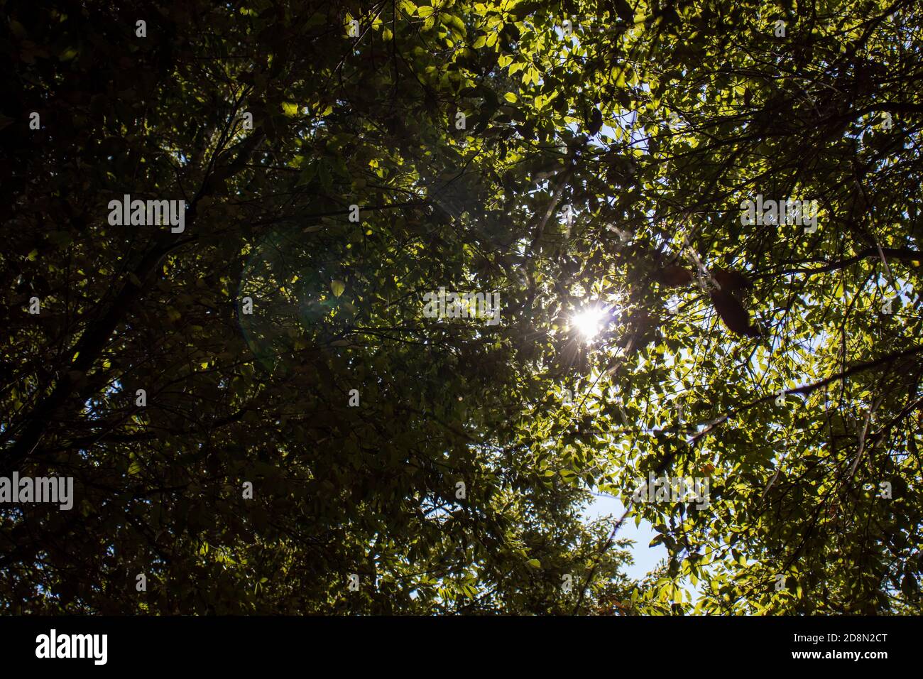 Point of view of green trees with the sky behind upwards Stock Photo ...