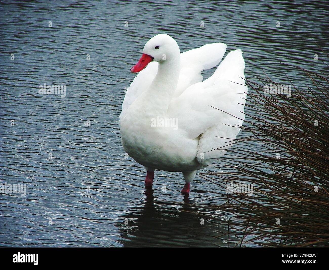 Greenland greater white fronted geese hi-res stock photography and ...