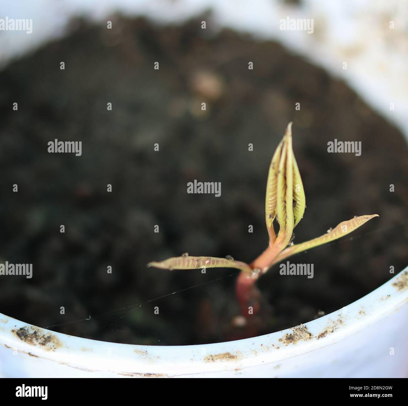 A young mango seedling growing out of soil Stock Photo - Alamy