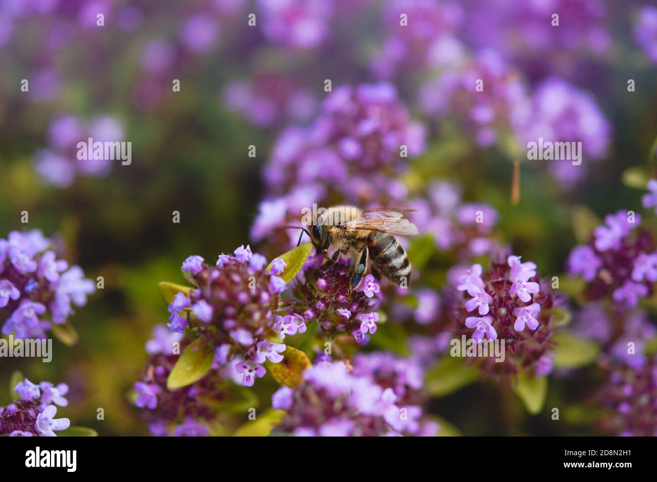 Bee on a purple flower in nature, bee working, bee pollinating plants ...