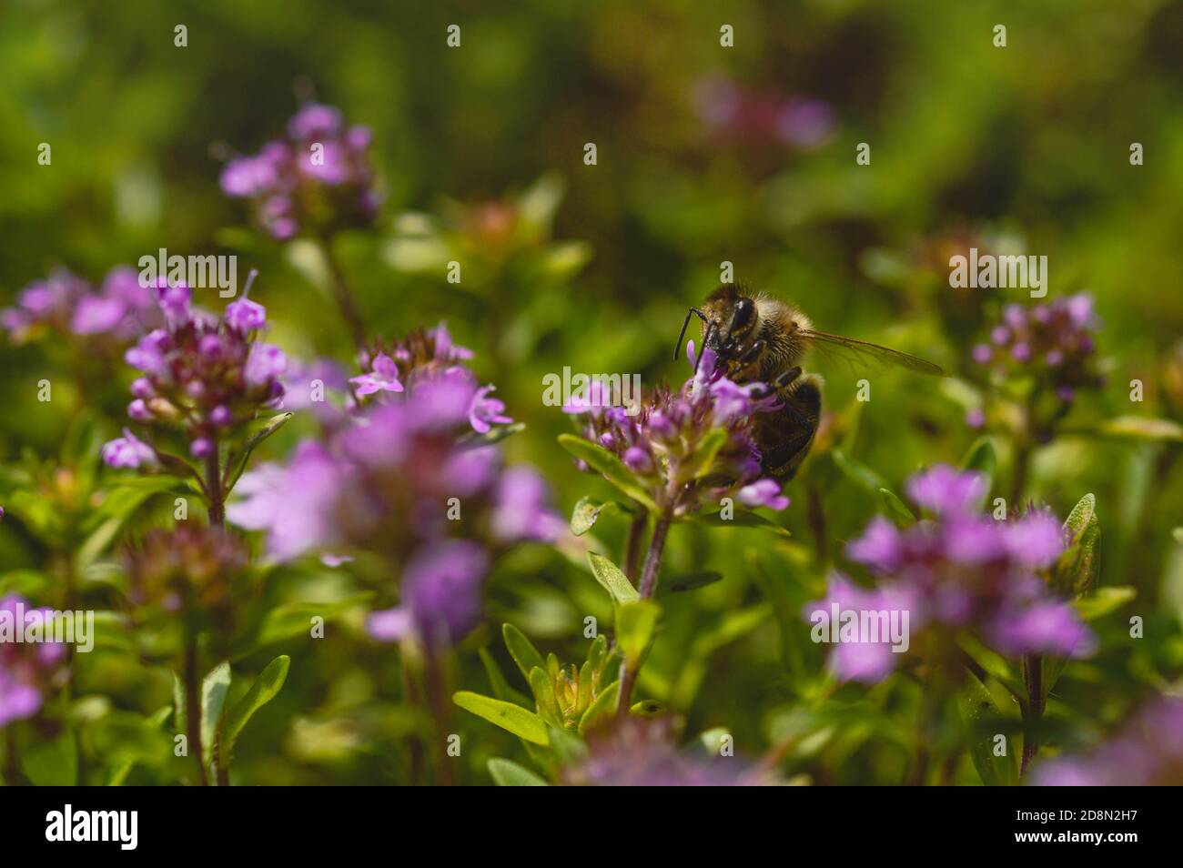 Bee on a purple flower in nature, bee working, bee pollinating plants ...