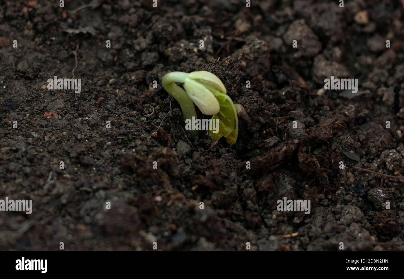 French bean plant hi-res stock photography and images - Alamy